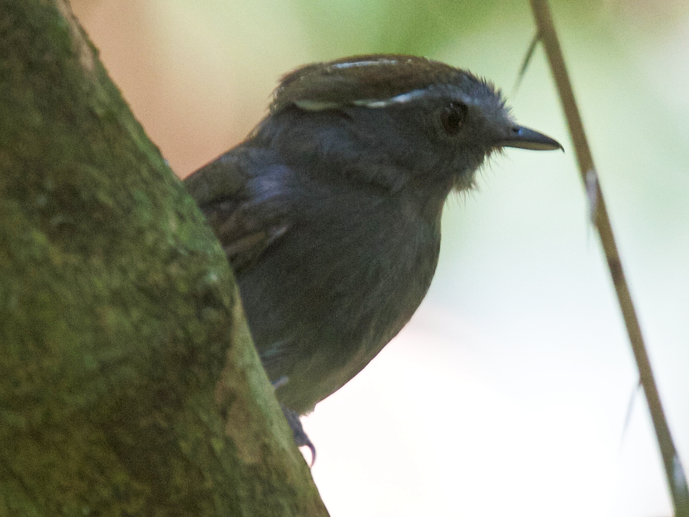 Slaty Gnateater - eBird