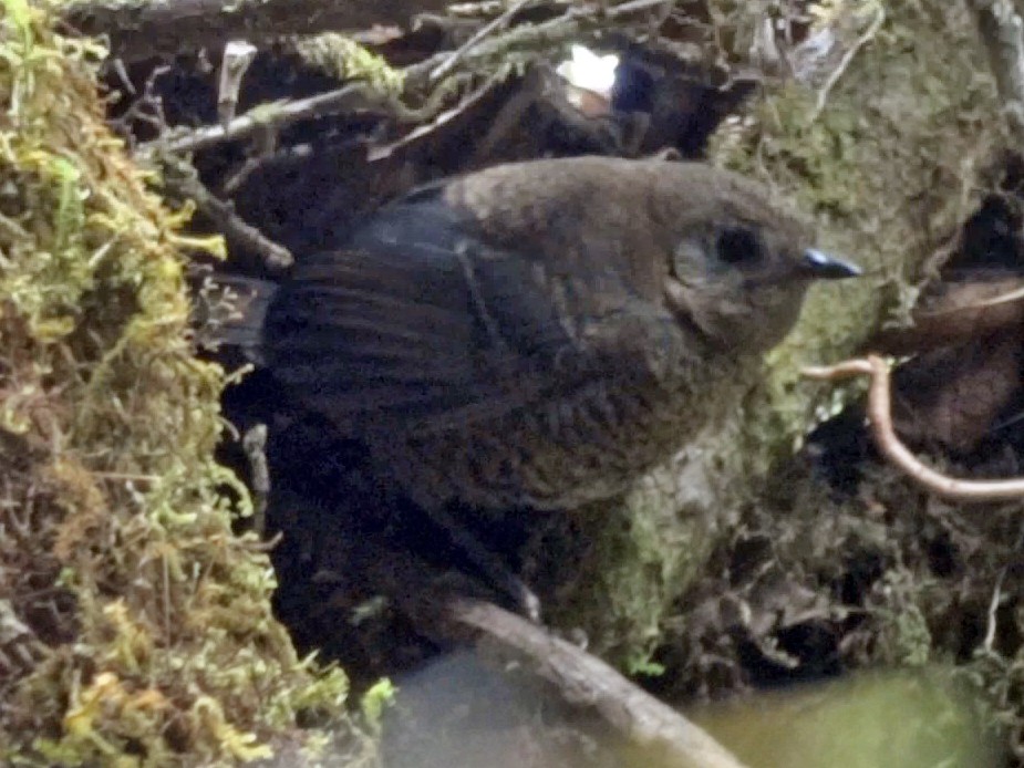 Trilling Tapaculo - eBird