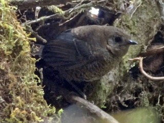 Trilling Tapaculo - eBird