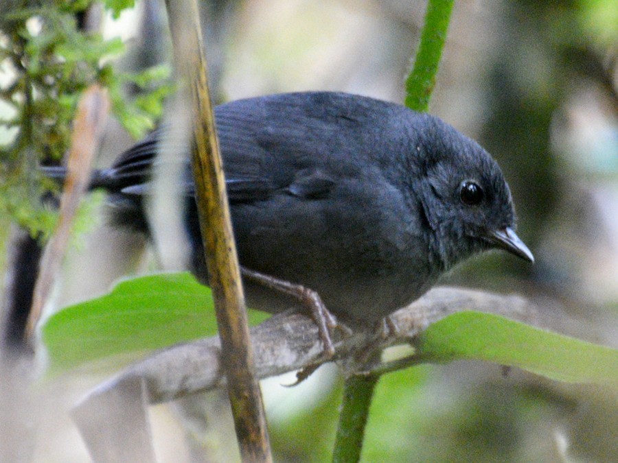 Trilling tapaculo - eBird