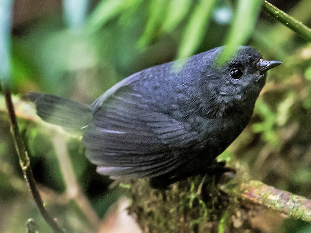 Trilling Tapaculo - eBird
