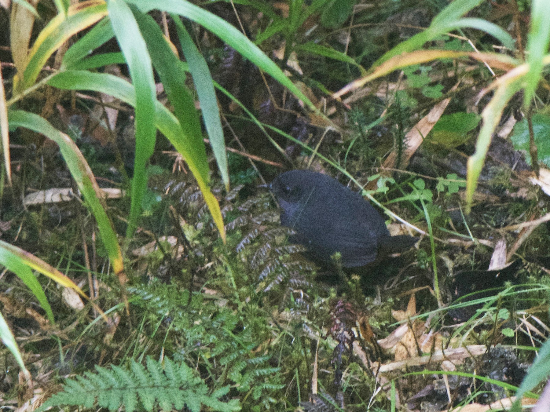 Trilling Tapaculo - eBird