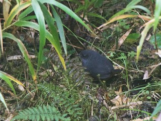 Trilling Tapaculo - eBird