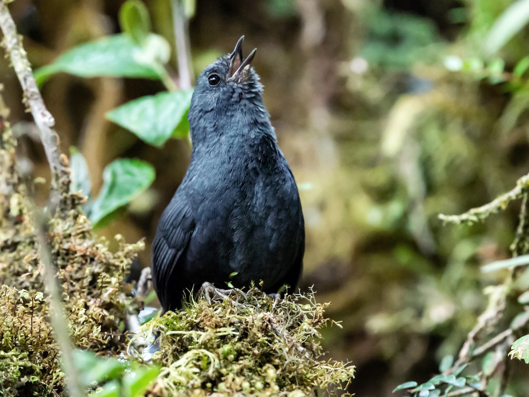 Tschudi's Tapaculo - eBird