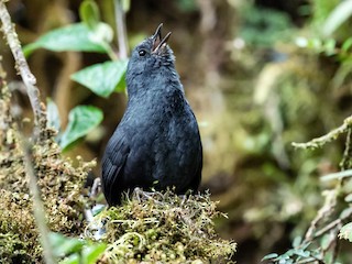 Tschudi's Tapaculo - eBird