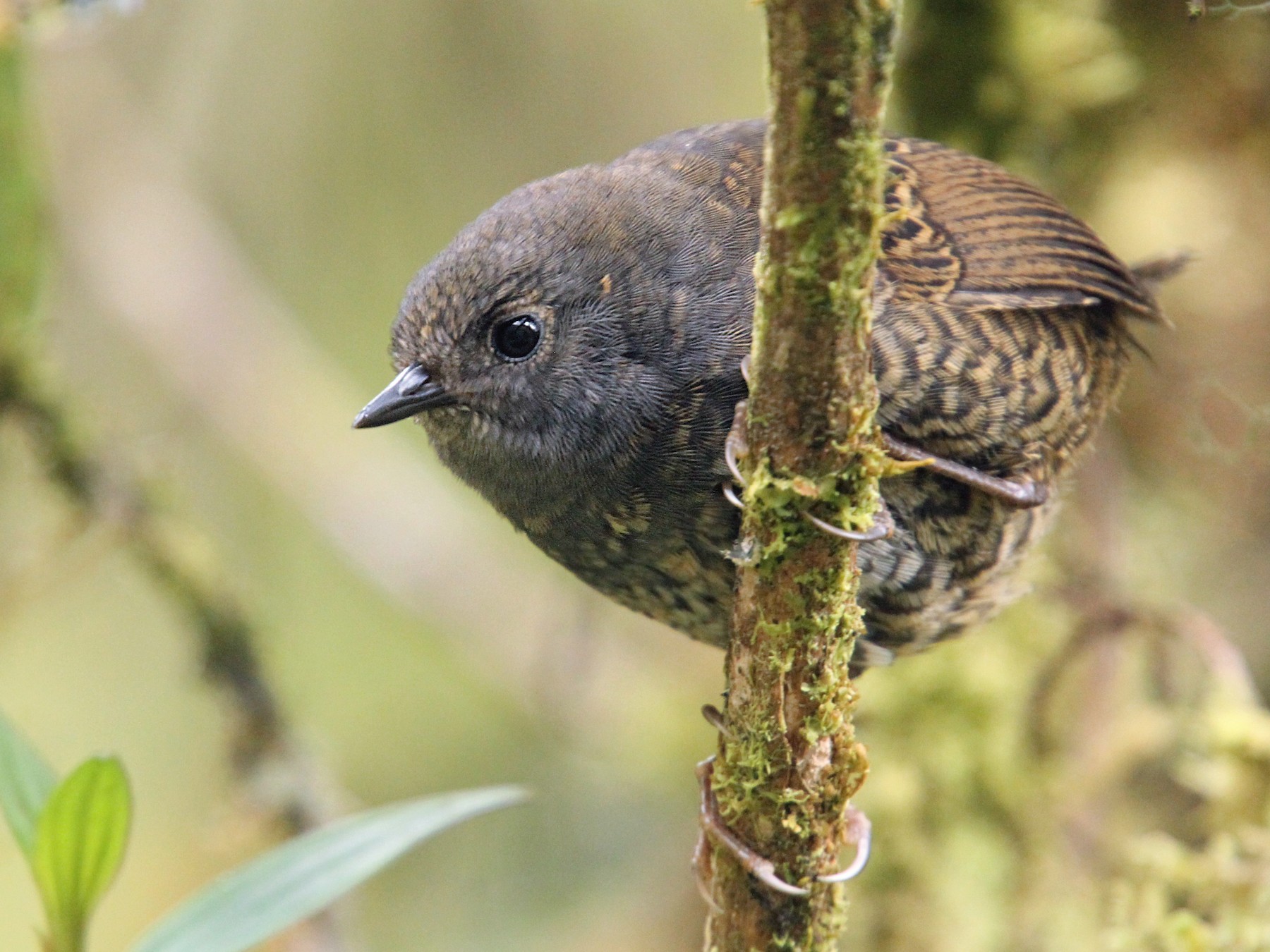 Tschudi's Tapaculo - eBird