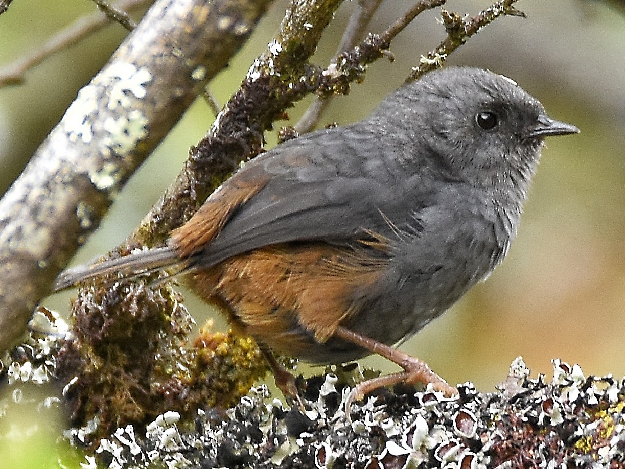 Vilcabamba Tapaculo - eBird