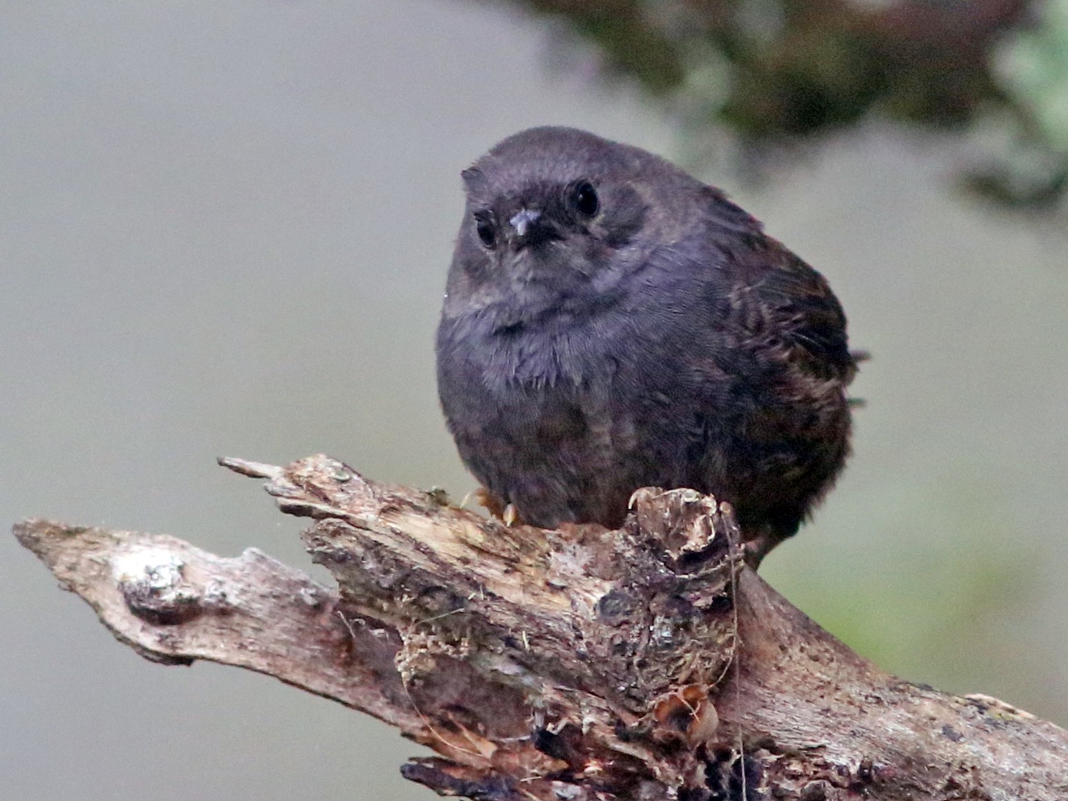 Vilcabamba Tapaculo - eBird