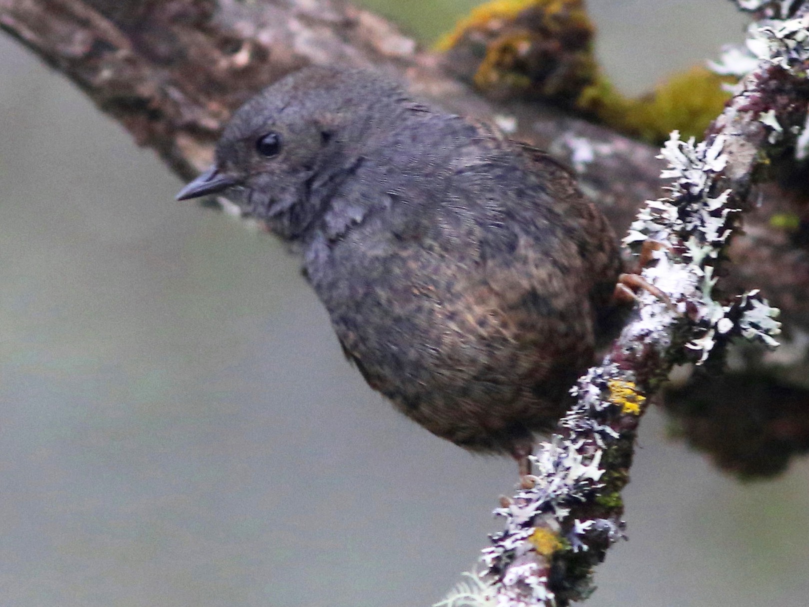 Vilcabamba Tapaculo - eBird
