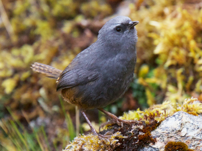 Puna Tapaculo - eBird