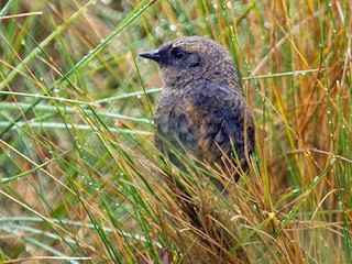 Puna Tapaculo - eBird