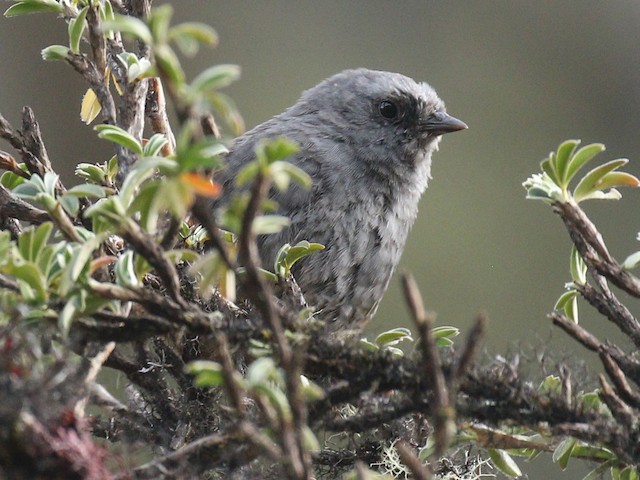 Photos - Puna Tapaculo - Scytalopus simonsi - Birds of the World