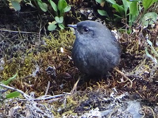 Puna Tapaculo - eBird