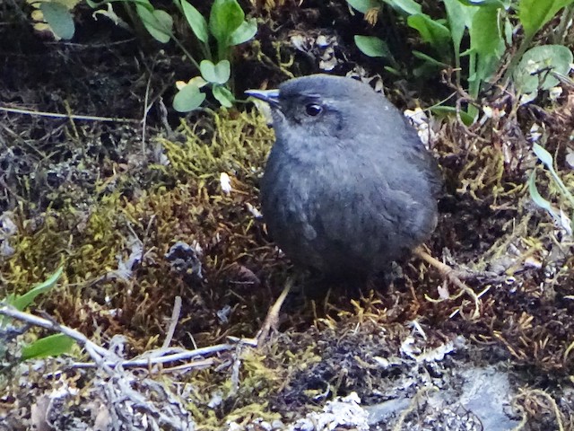 Photos - Puna Tapaculo - Scytalopus simonsi - Birds of the World