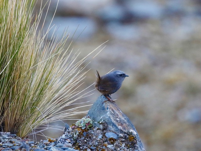 Photos - Puna Tapaculo - Scytalopus simonsi - Birds of the World