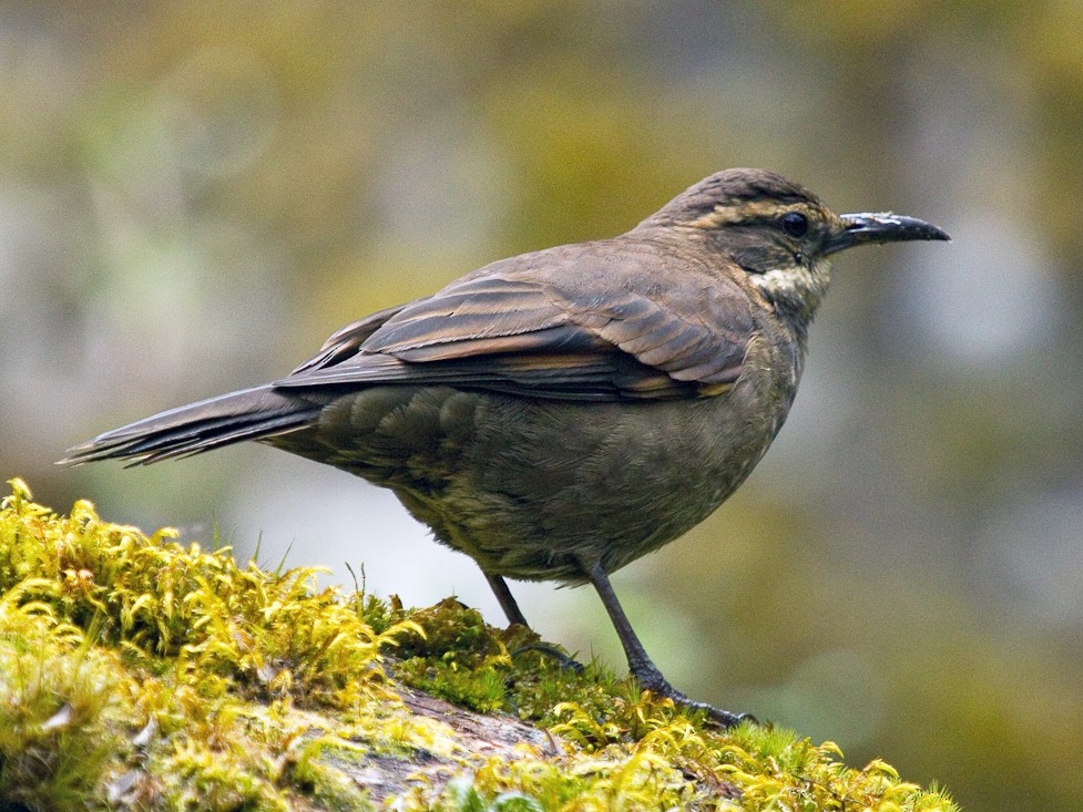 Royal Cinclodes - eBird