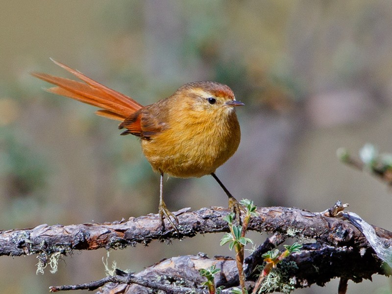 Tawny Tit-Spinetail - eBird
