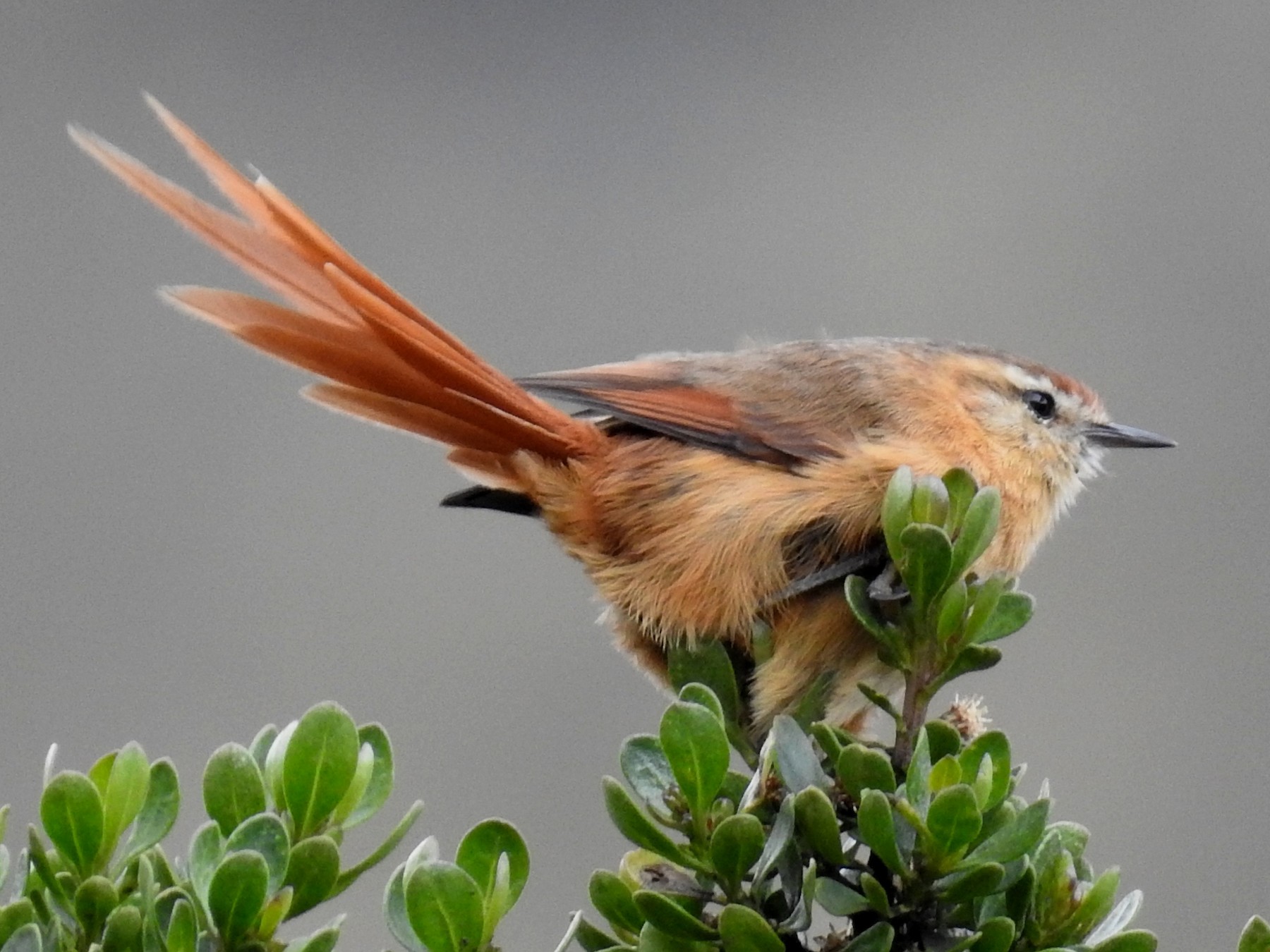 Tawny Tit-Spinetail - eBird