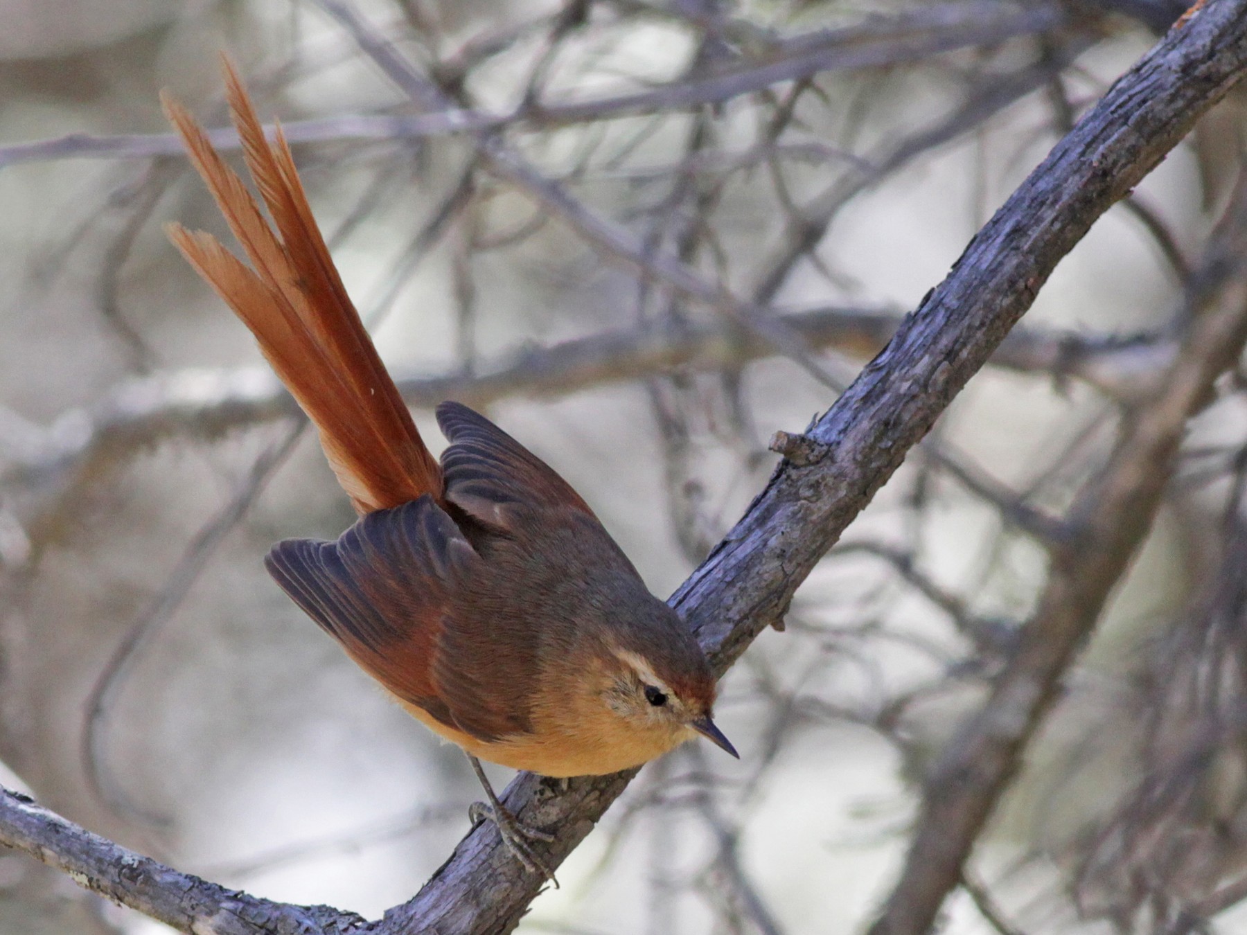 Tawny Tit-Spinetail - eBird