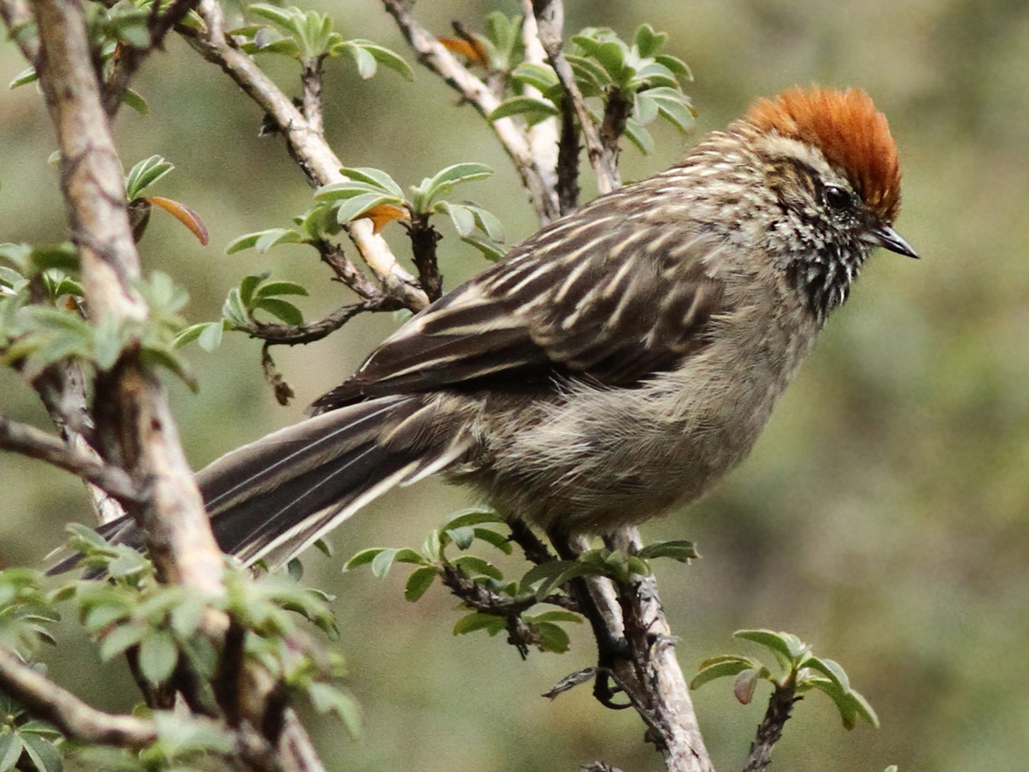 White-browed Tit-Spinetail - eBird