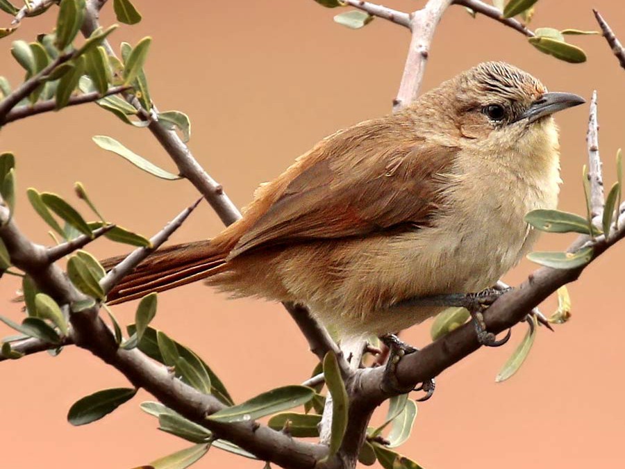 Streak-fronted Thornbird - eBird
