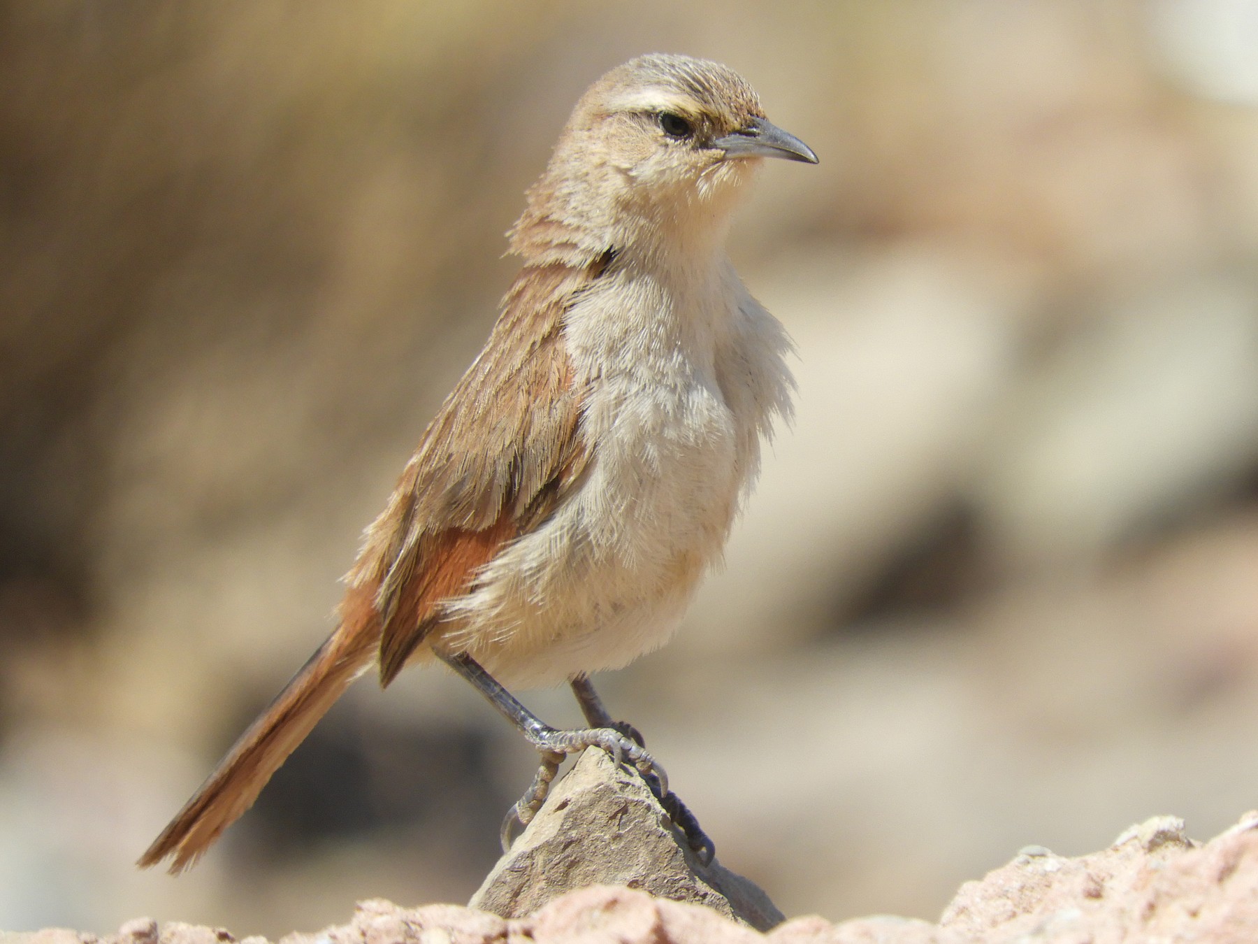 Synallaxe à front rayé - eBird