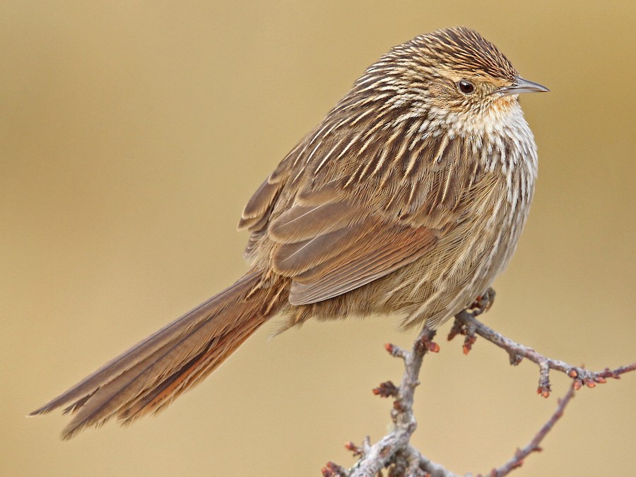 Junin Canastero - eBird