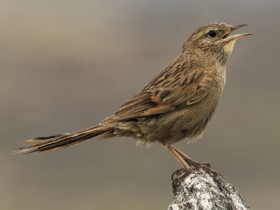Puna Canastero - eBird