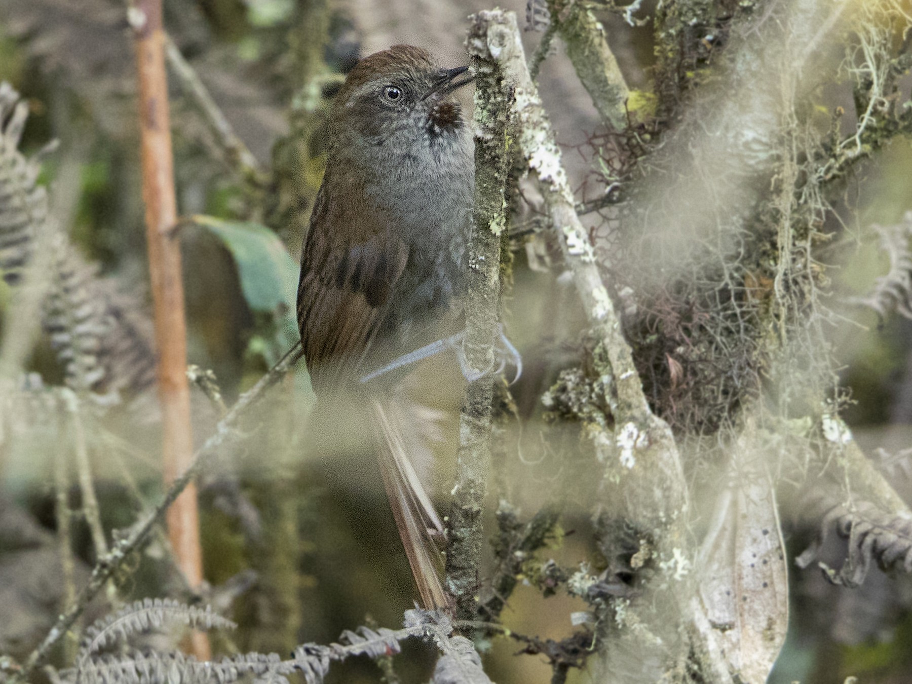 Puna Thistletail - eBird