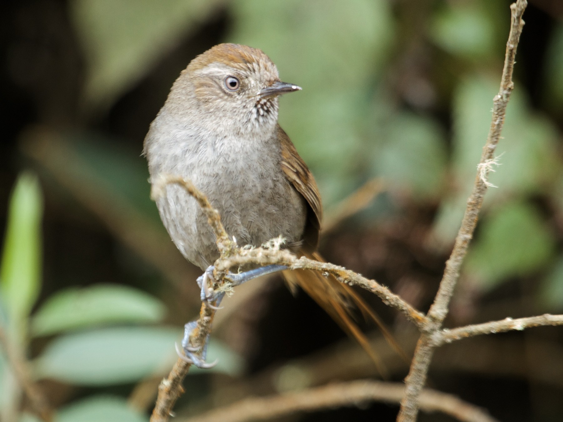Synallaxe de Heller - eBird