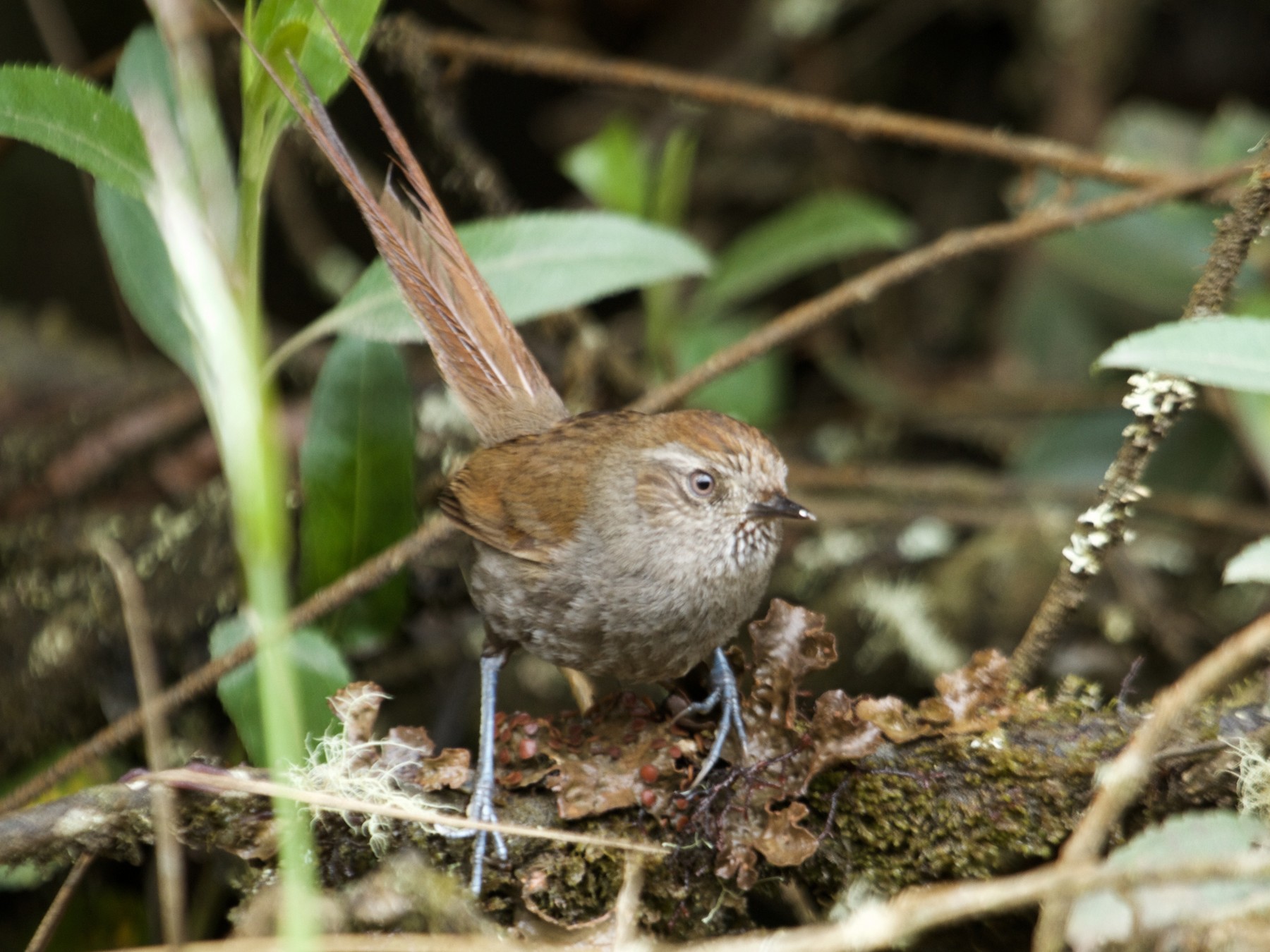 Synallaxe de Heller - eBird