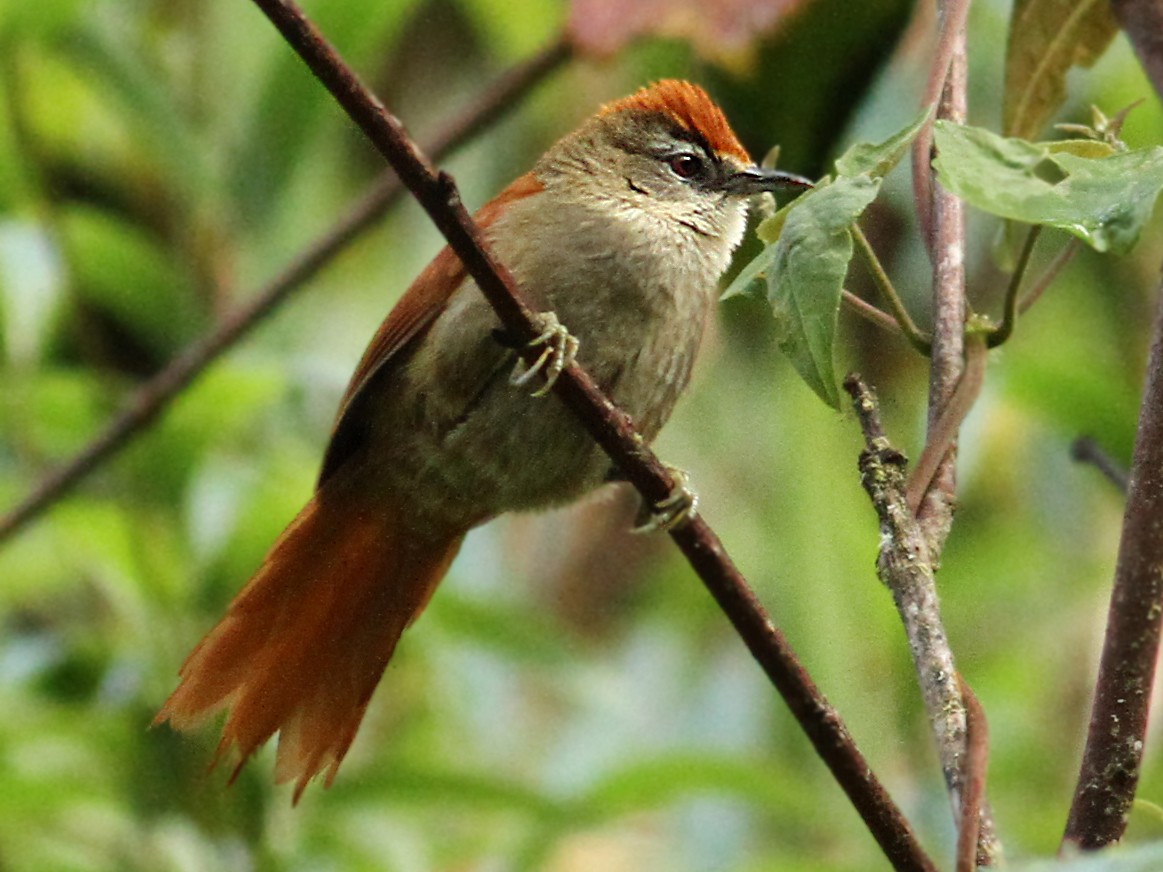 Curutié de Marcapata - eBird