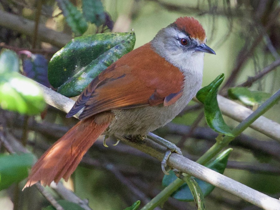 Marcapata Spinetail - eBird