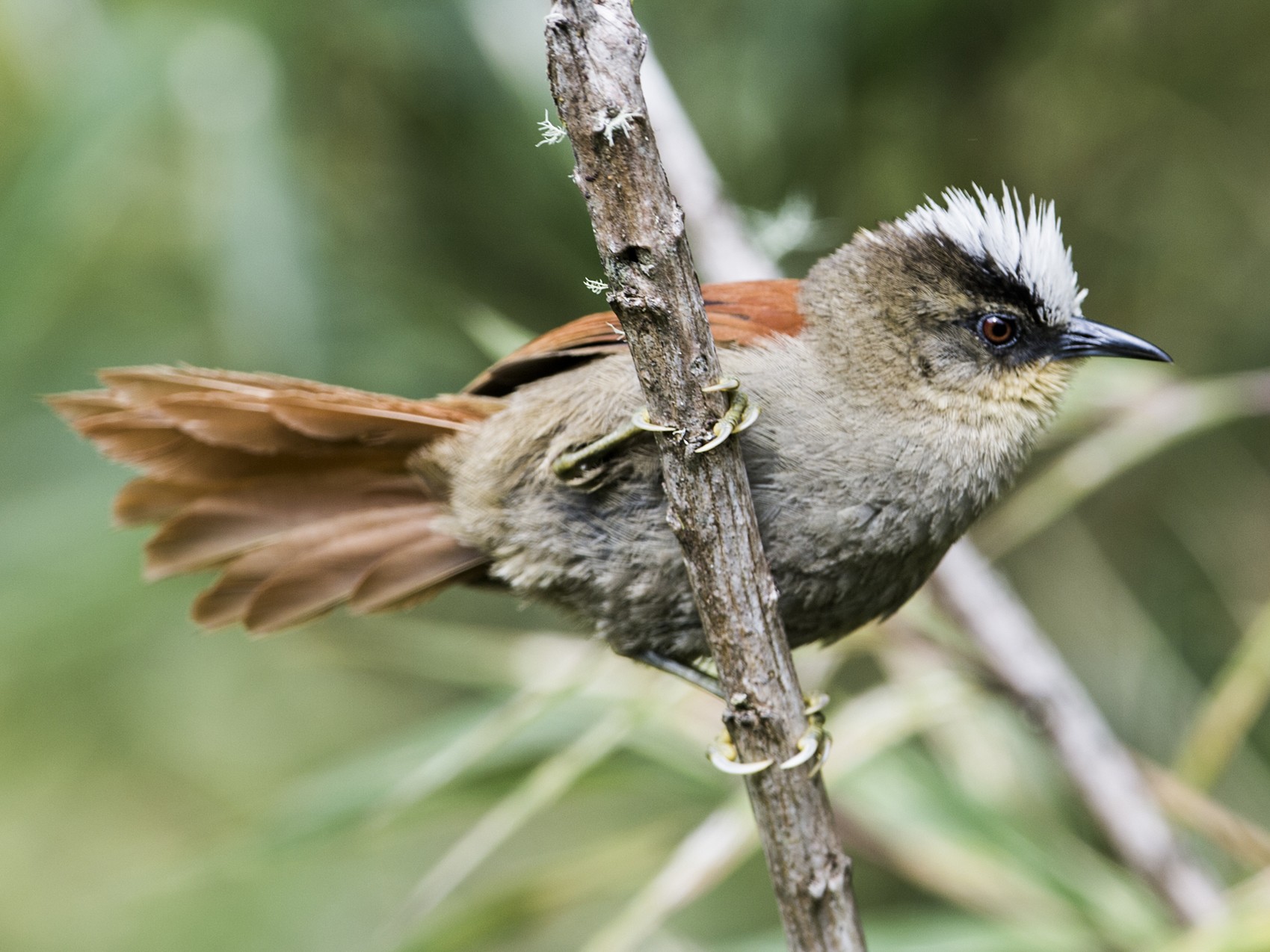 Marcapata Spinetail - eBird