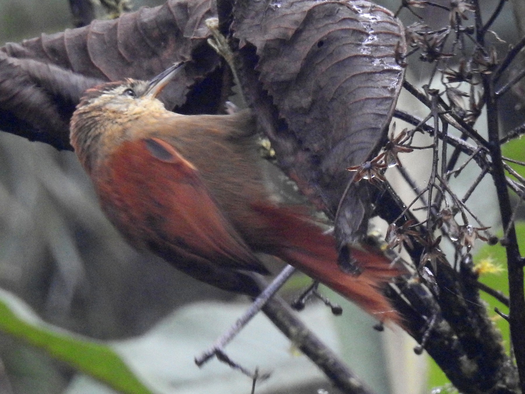 marcapata spinetail - eBird