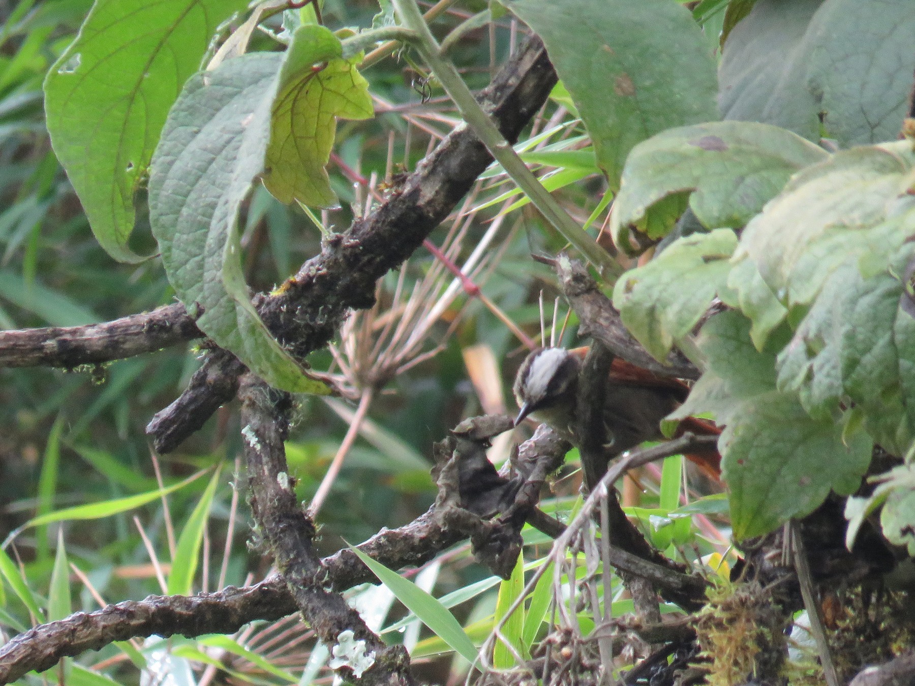 Marcapata Spinetail - eBird