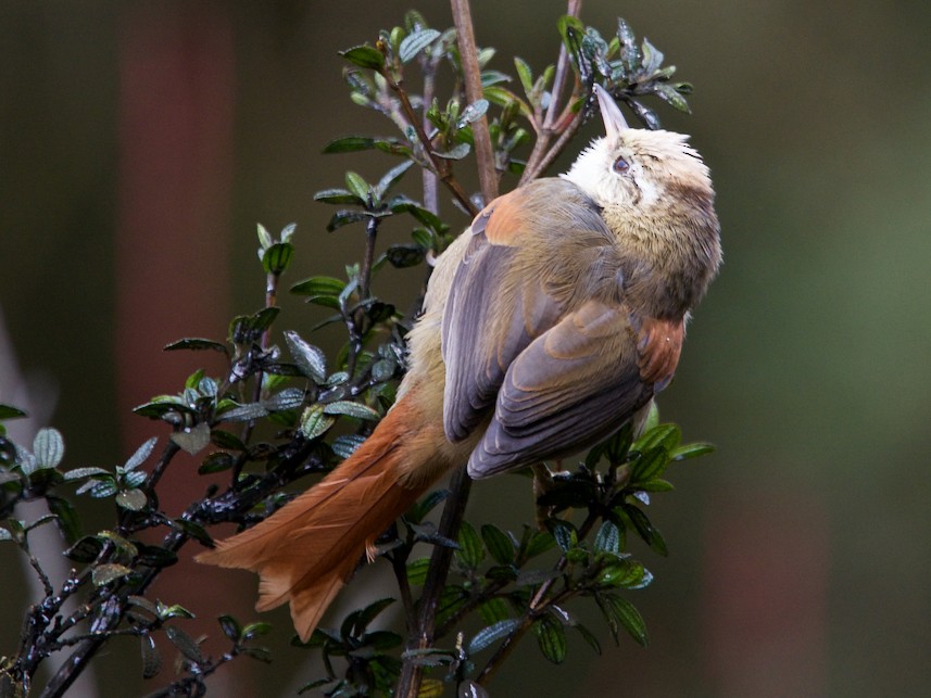 Creamy-crested Spinetail - eBird