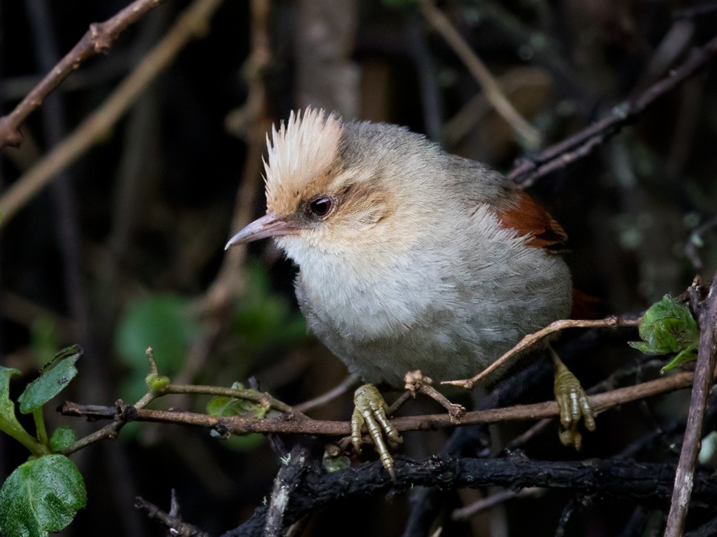 Creamy-crested Spinetail - eBird
