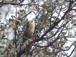 Creamy-crested Spinetail - eBird