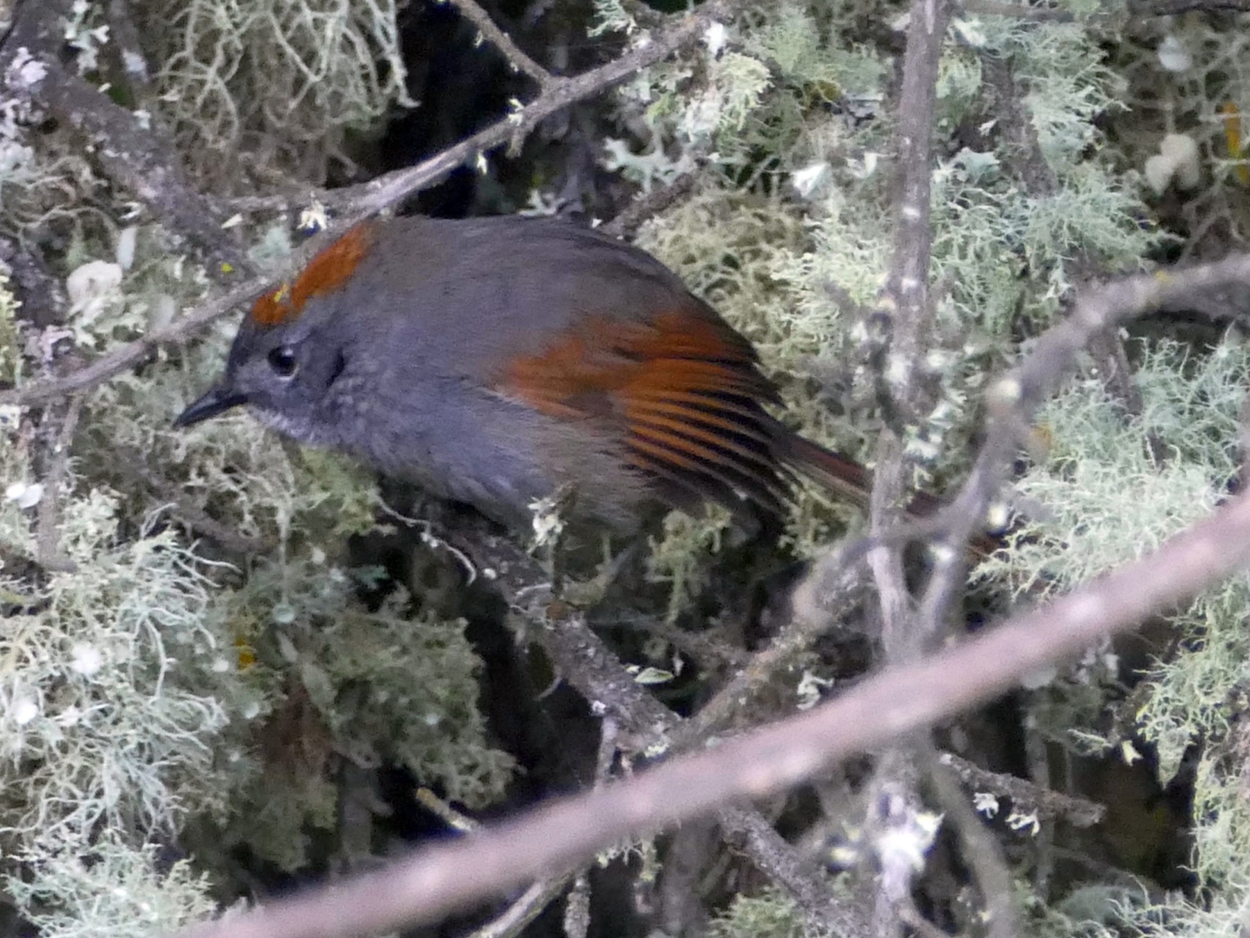 Apurimac Spinetail - eBird
