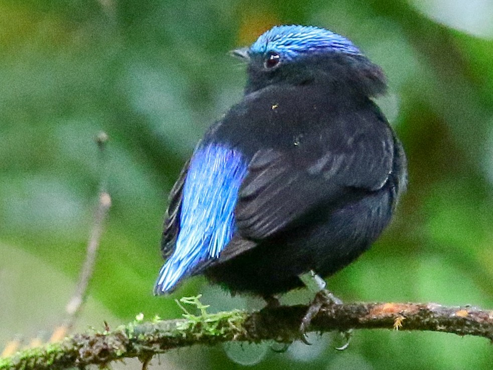 Cerulean-capped Manakin - eBird