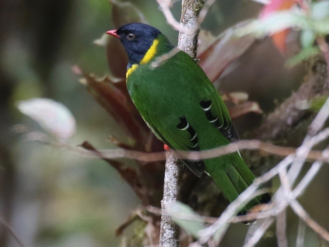 Band-tailed Fruiteater - eBird