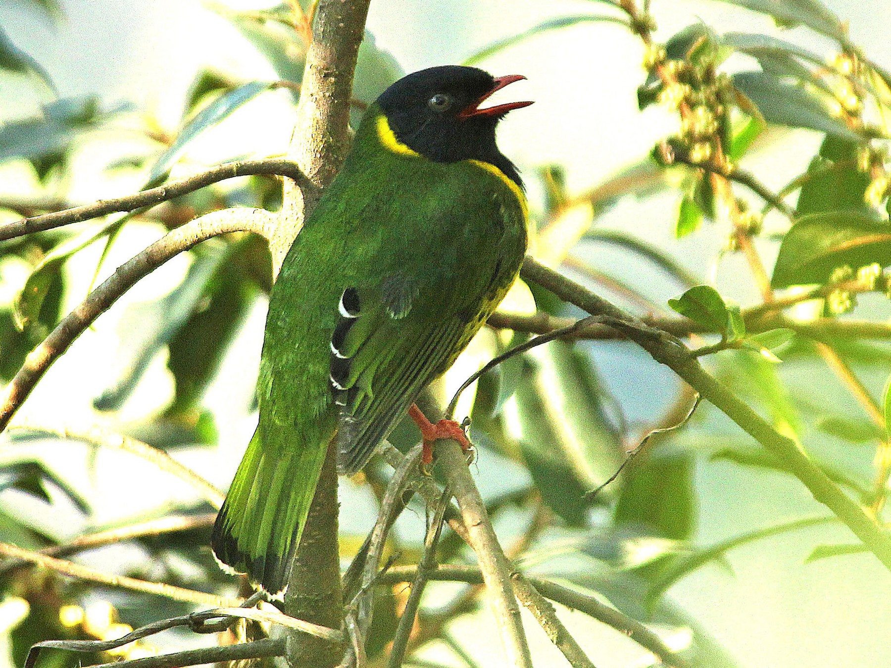 Band-tailed Fruiteater - eBird