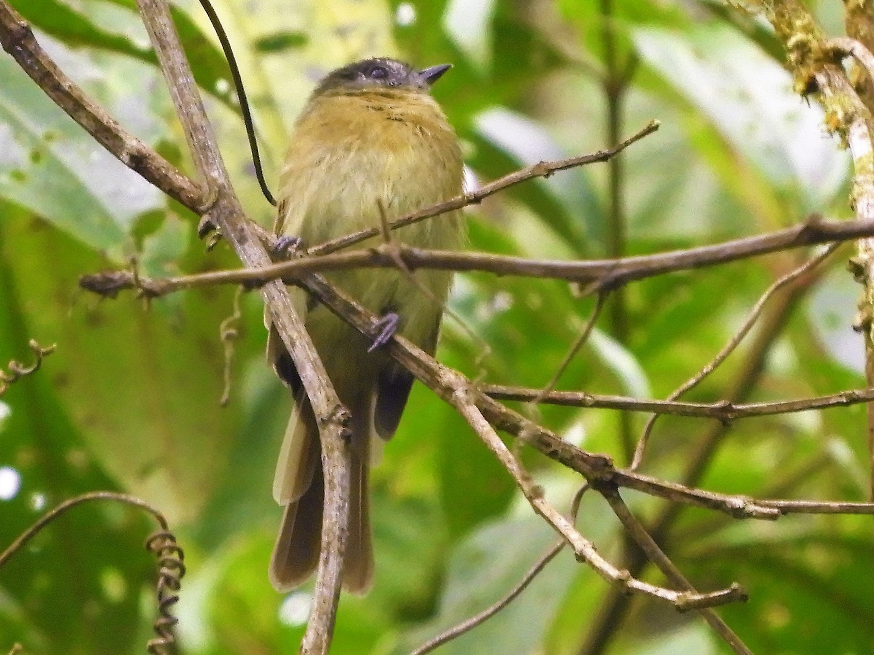 Inca Flycatcher - eBird