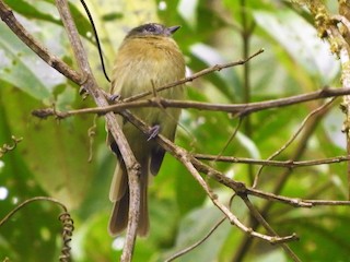 Inca Flycatcher - eBird