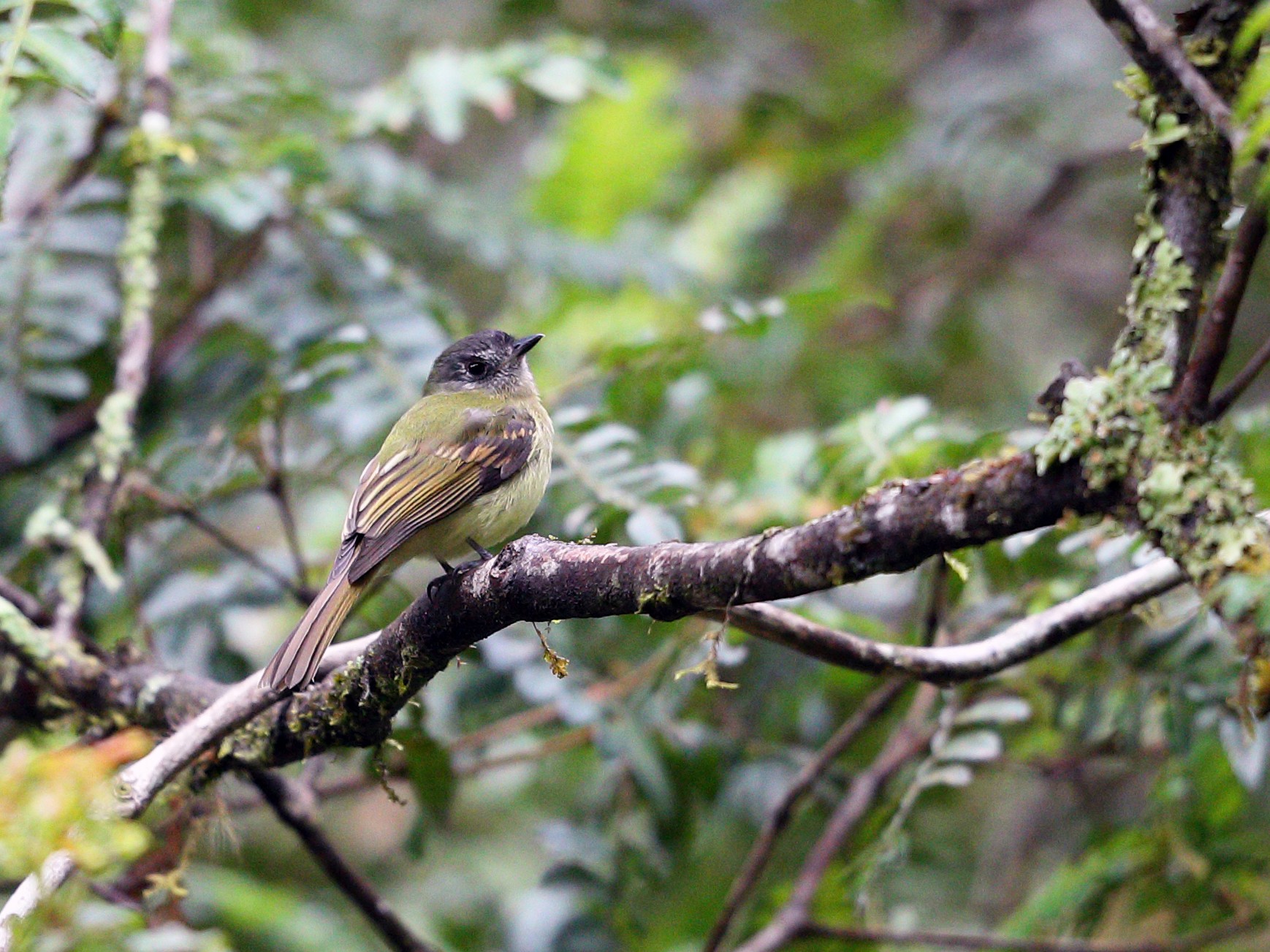 Inca Flycatcher - eBird