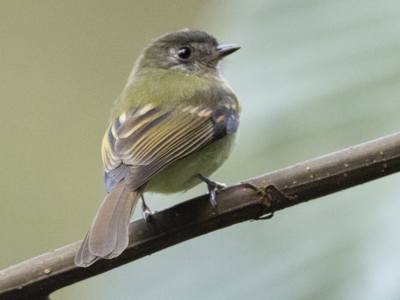 Inca Flycatcher - eBird