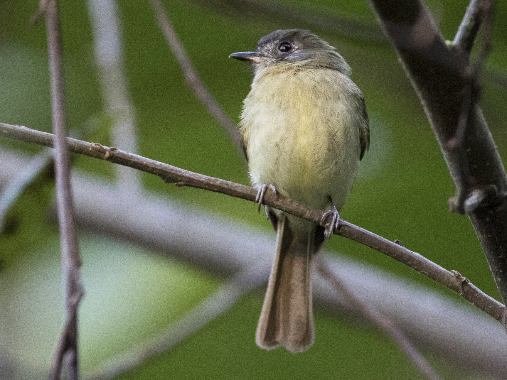 Inca Flycatcher - eBird
