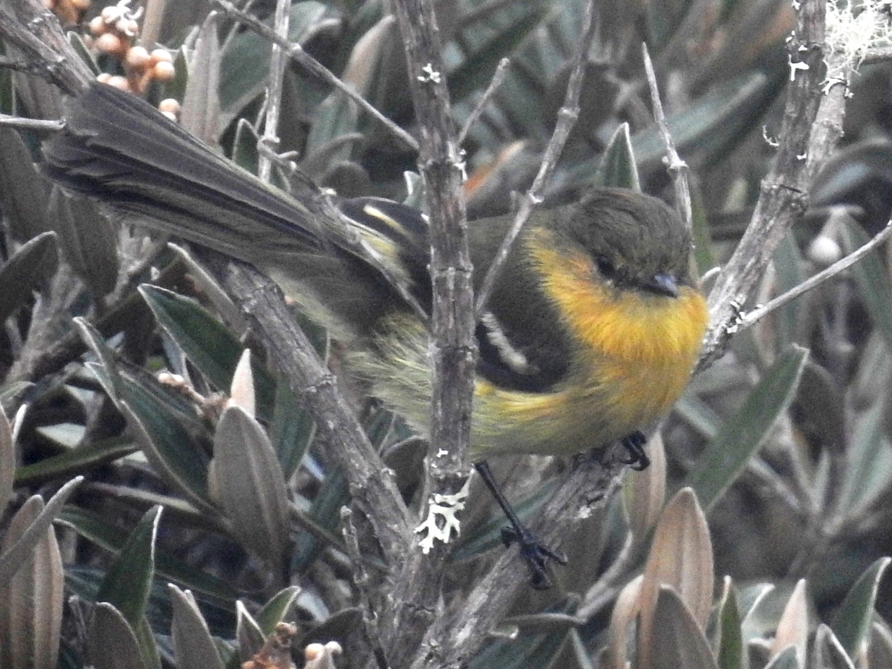 Ochraceous-breasted Flycatcher - eBird