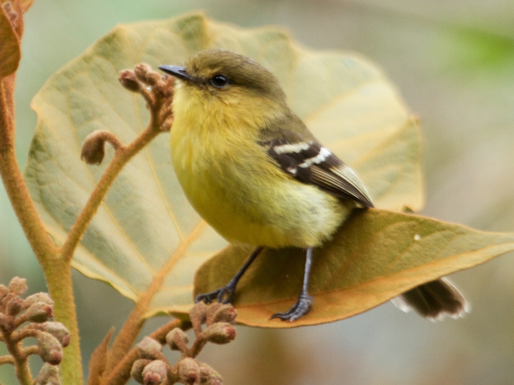 Mosquero Pechiocre - eBird